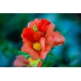 20 SCARLET GLOBEMALLOW Sphaeralcea Coccinea Cowboy's Delight Native Red ...
