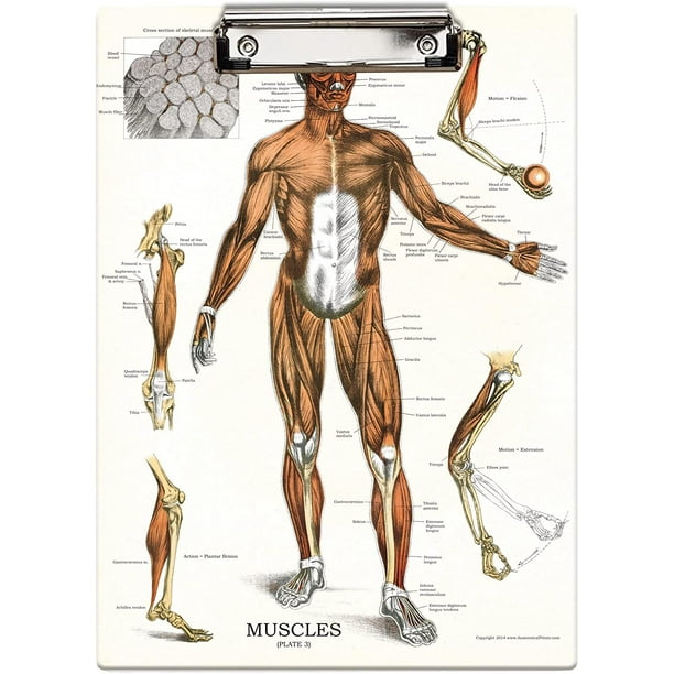 FMSHPON Education Chart Muscle Anatomy Clipboard Hardboard Wood Nursing ...