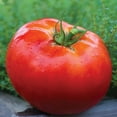 Burpee Big Daddy Hybrid Tomato Vegetable Seed, 1-Pack - Walmart.com Burpee Big Daddy Hybrid Tomato Vegetable Seed, 1-Pack - Walmart.com