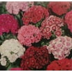 Sweet William Single Mixed Colors Seed - 1 Packet - Walmart.com