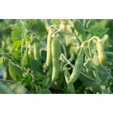50 Seeds Organic SMALL RED BEAN Phaseolus Vulgaris Vegetable Seeds ...