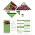 Proven Winners ColorChoice Spilled Wine Weigela Live Shrub (2 Gallon ...