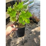 Pee Wee Dwarf Oakleaf Hydrangea - Live Plant ( 2.5 QT ) - Sun to ...