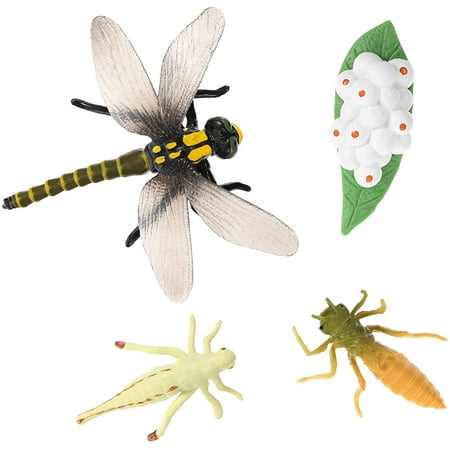 4pcs Insect Figurines Life Cycle Miniature Dragonfly Growth Cycle Model ...