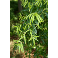 Set 2 Willow Oak Live Tree Bare Roots 12-18" Tall, 1 Year Old Willow ...
