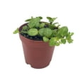 String of Turtles Peperomia Prostrata, Vining Plant, Live Tiny Mini Pixie Plant, 2 inch Pot by ...