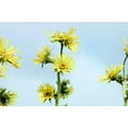 10 Yellow COMPASS PLANT Silphium Laciniatum Prairie Compassplant 4 ...