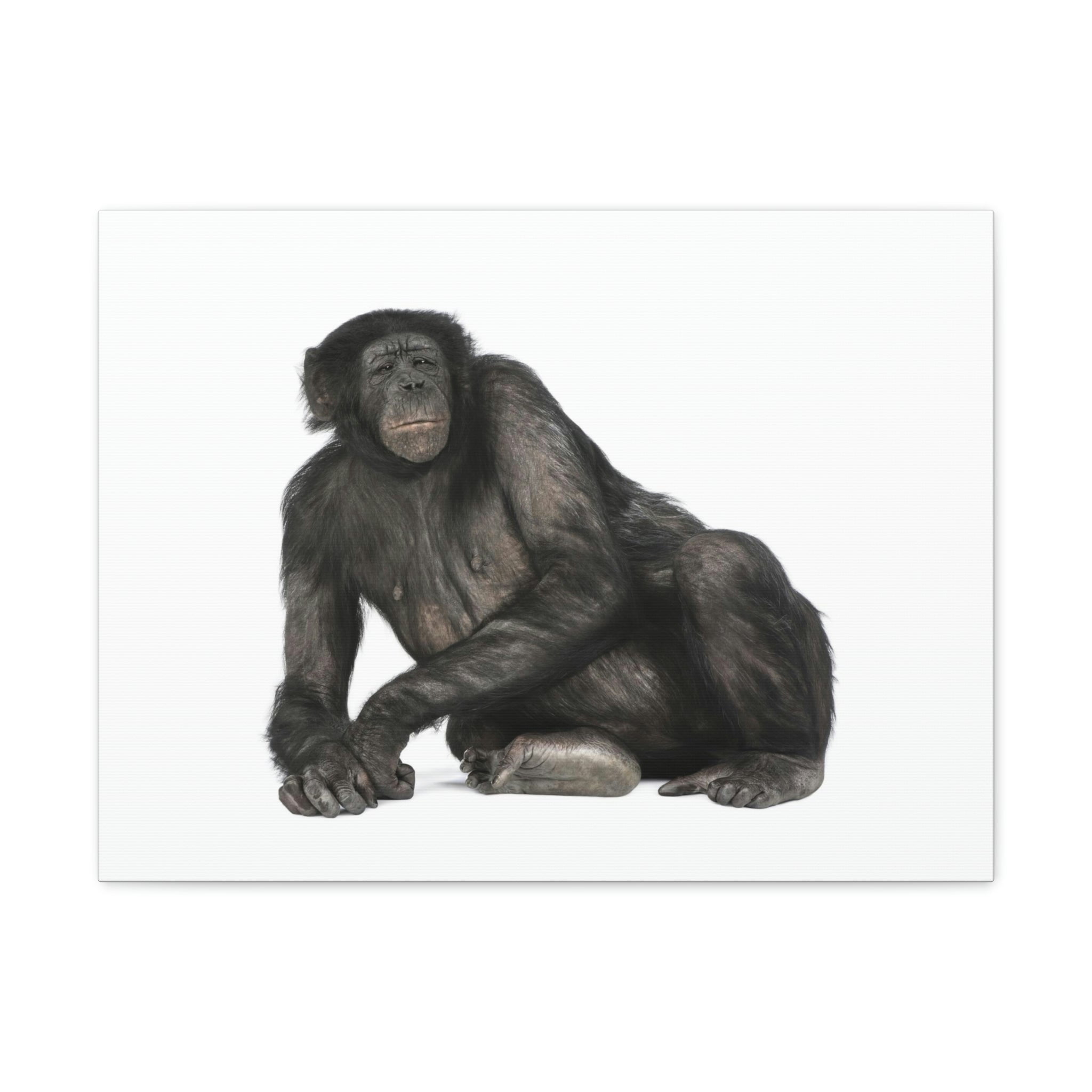 Majestic Bonobo Art Majestic Bonobo Print Animal Wall Art Wildlife ...