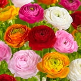 Garden State Bulb Ranunculus Mixed Flower Bulbs, 7/8cm (Bag of 50 ...