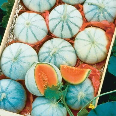 10 Savor Melon Seeds | Exotic Garden Fruit Seeds to Plant | Sweet ...