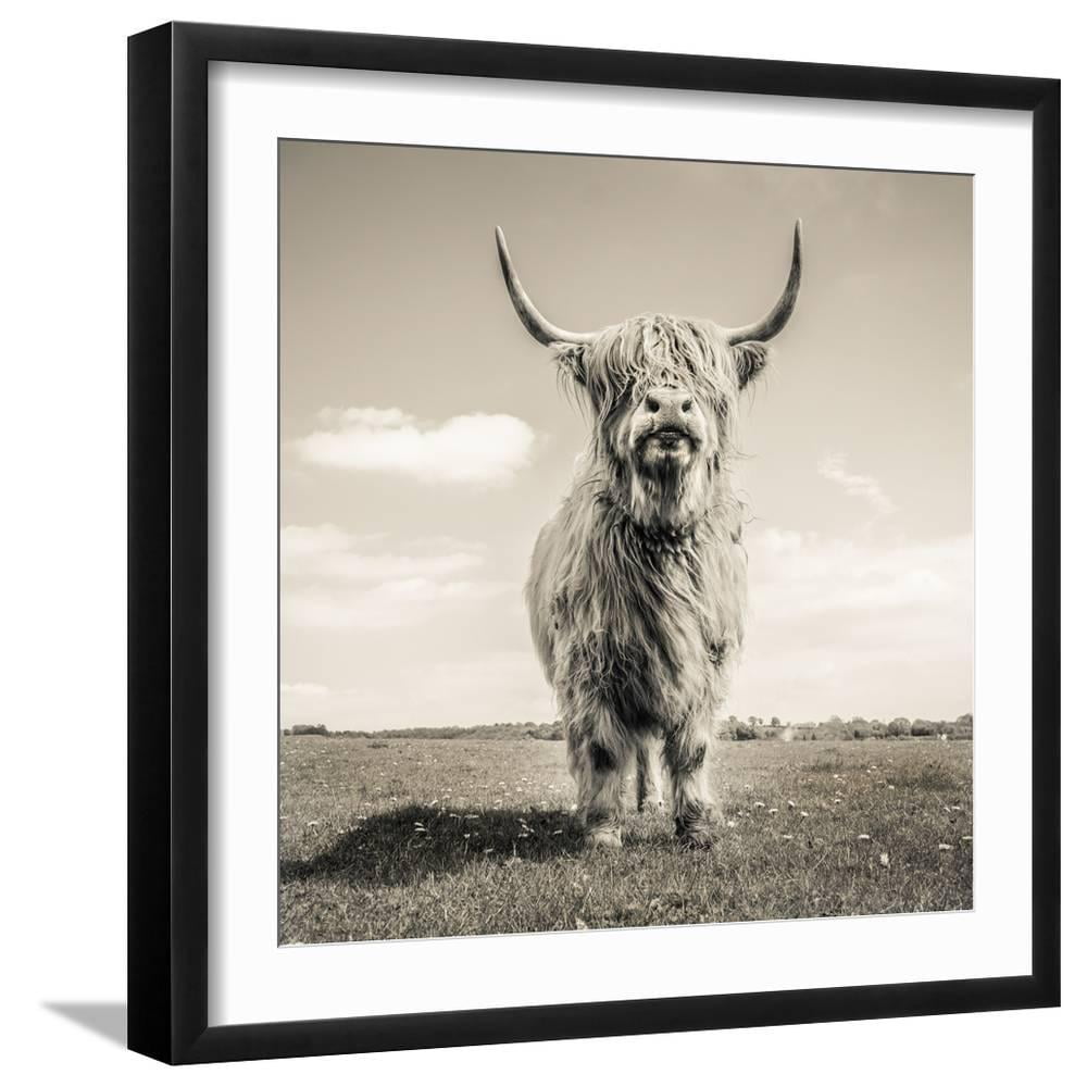 Close up portrait of Scottish Highland cattle on a farm, Animals Framed ...