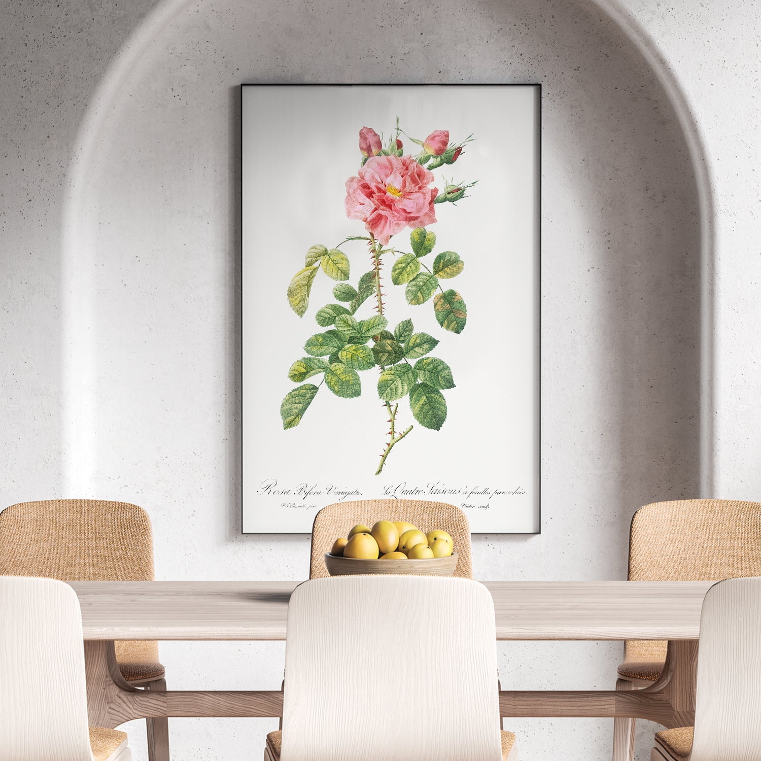 Variegated Four-Seasons Rose - 1817–1824 | Pierre-Joseph Redouté ...