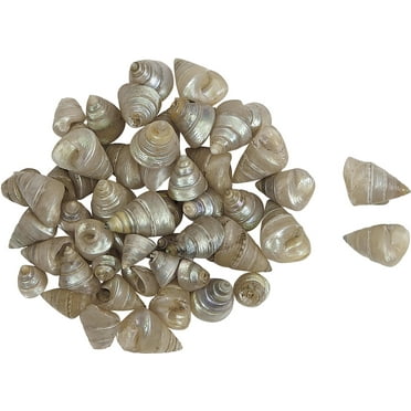 Alabaster Murex Seashell 4-5" - Walmart.com