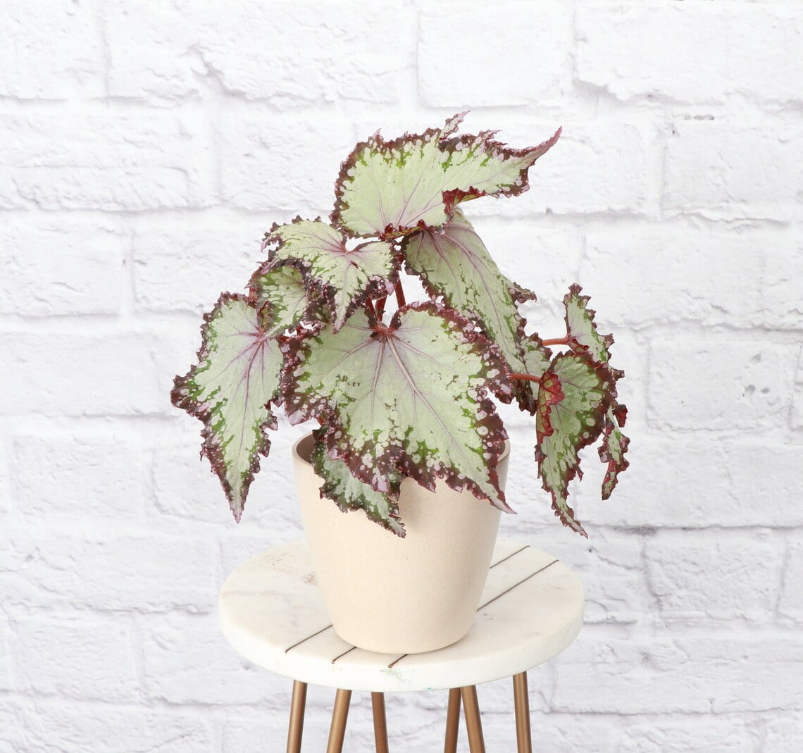 Live Rex Begonia Plant - 4" Decorative Biodegradable Pot - Natural ...