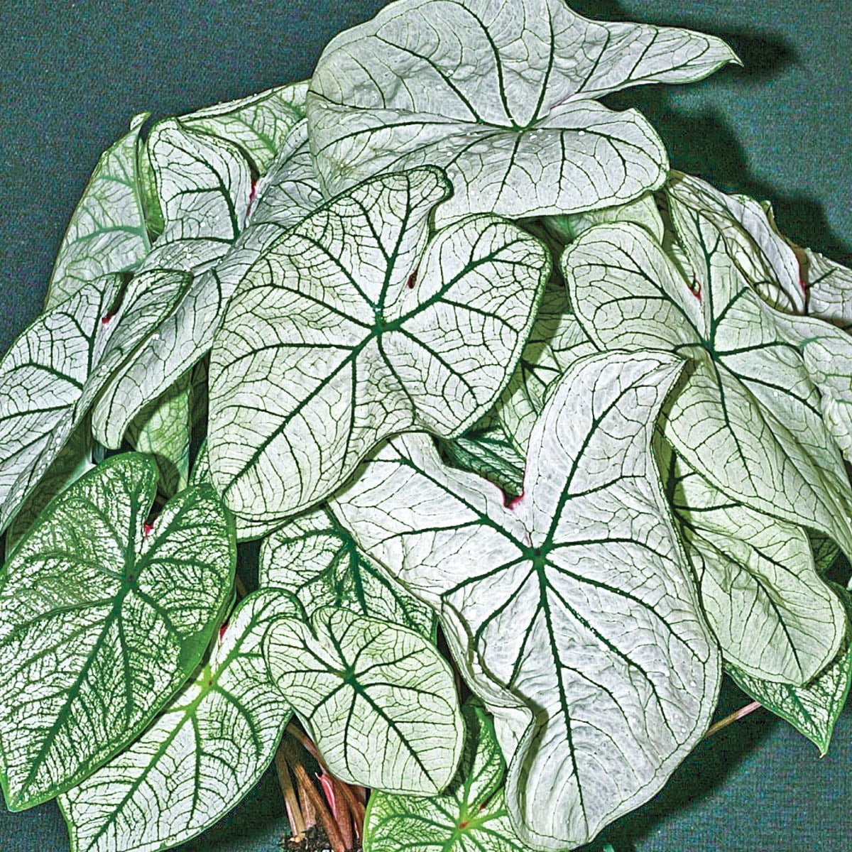 Candidum Senior Fancy Leaf Caladium Dormant Bulbs (2-Pack) - Walmart.com