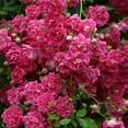 Super Excelsa Live Flowers - Heirloom Roses - Fragrant Rambling Rose ...