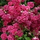 Super Excelsa Rambling Rose by Heirloom Roses - Rose Bushes For ...