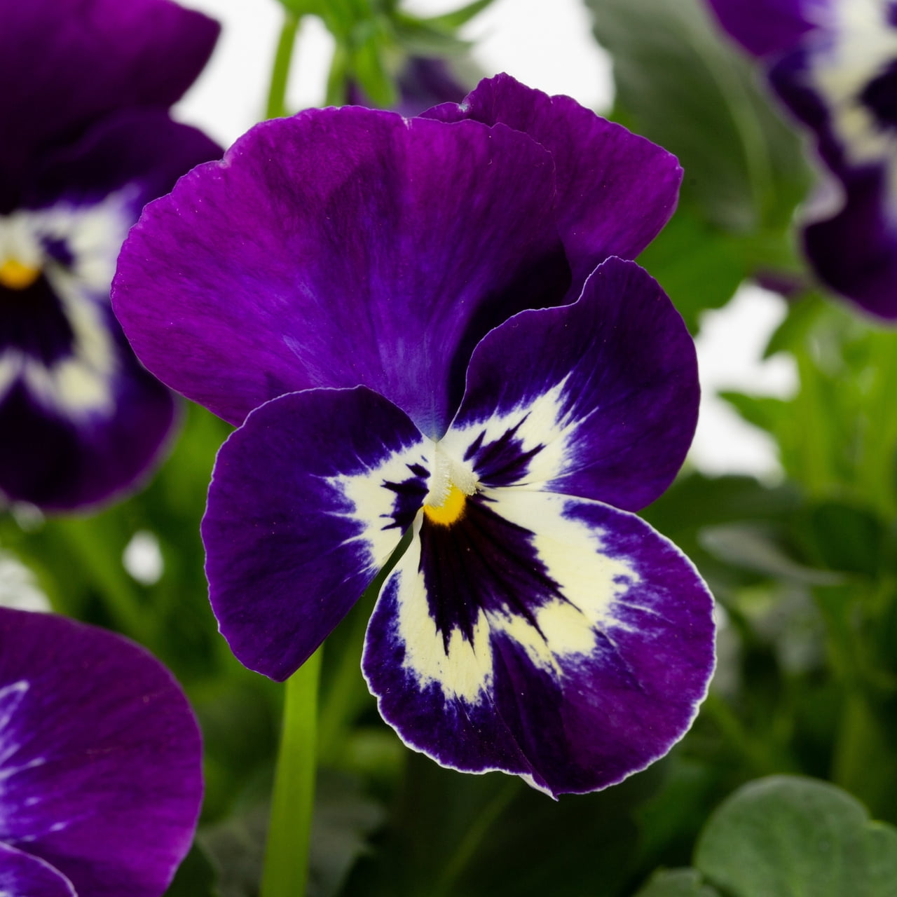 Purple Pansy Flower