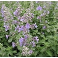 Walker's Low Catmint Perennial - Nepeta faassenii - Quart Pot - Live ...