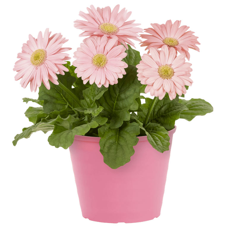 Gerbera Mixed Planter