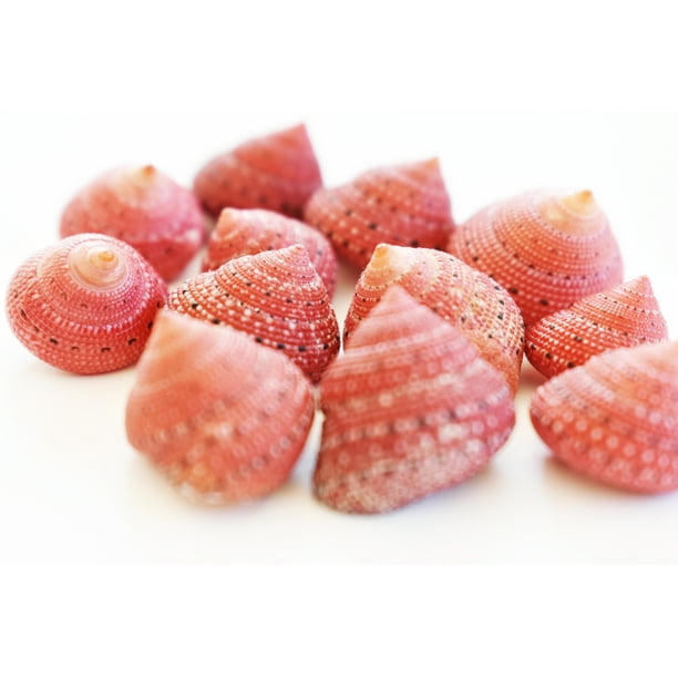 Set of 24 Rare Strawberry Top Shells (1/2-3/4") Seashells Ocean Arts ...