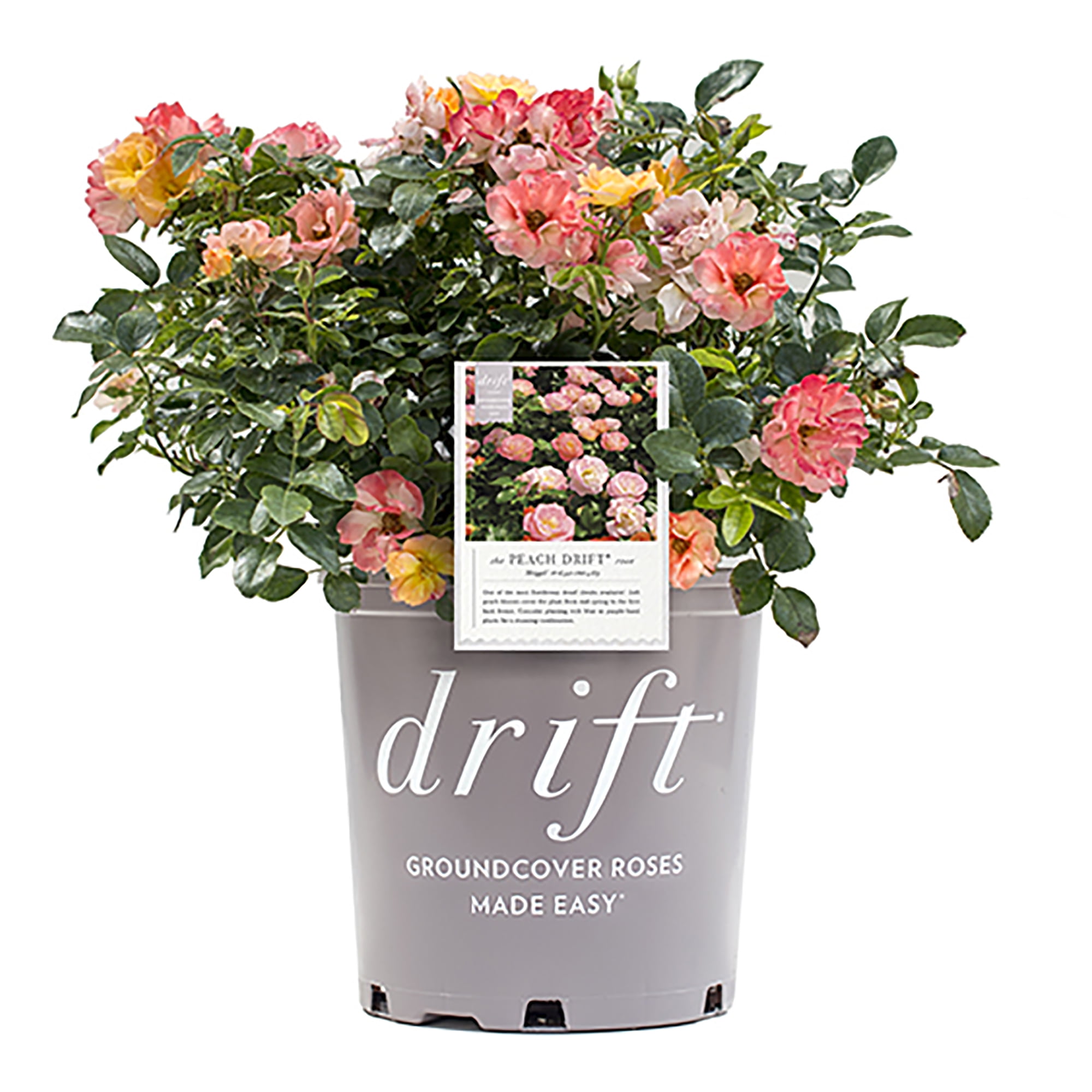 Drift Peach Rose Live Shrub (2 Gallon) - Walmart.com