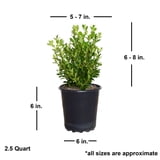 Expert Gardener Japanese Boxwood (2.5 Quart) Low-Maintenance Evergreen ...