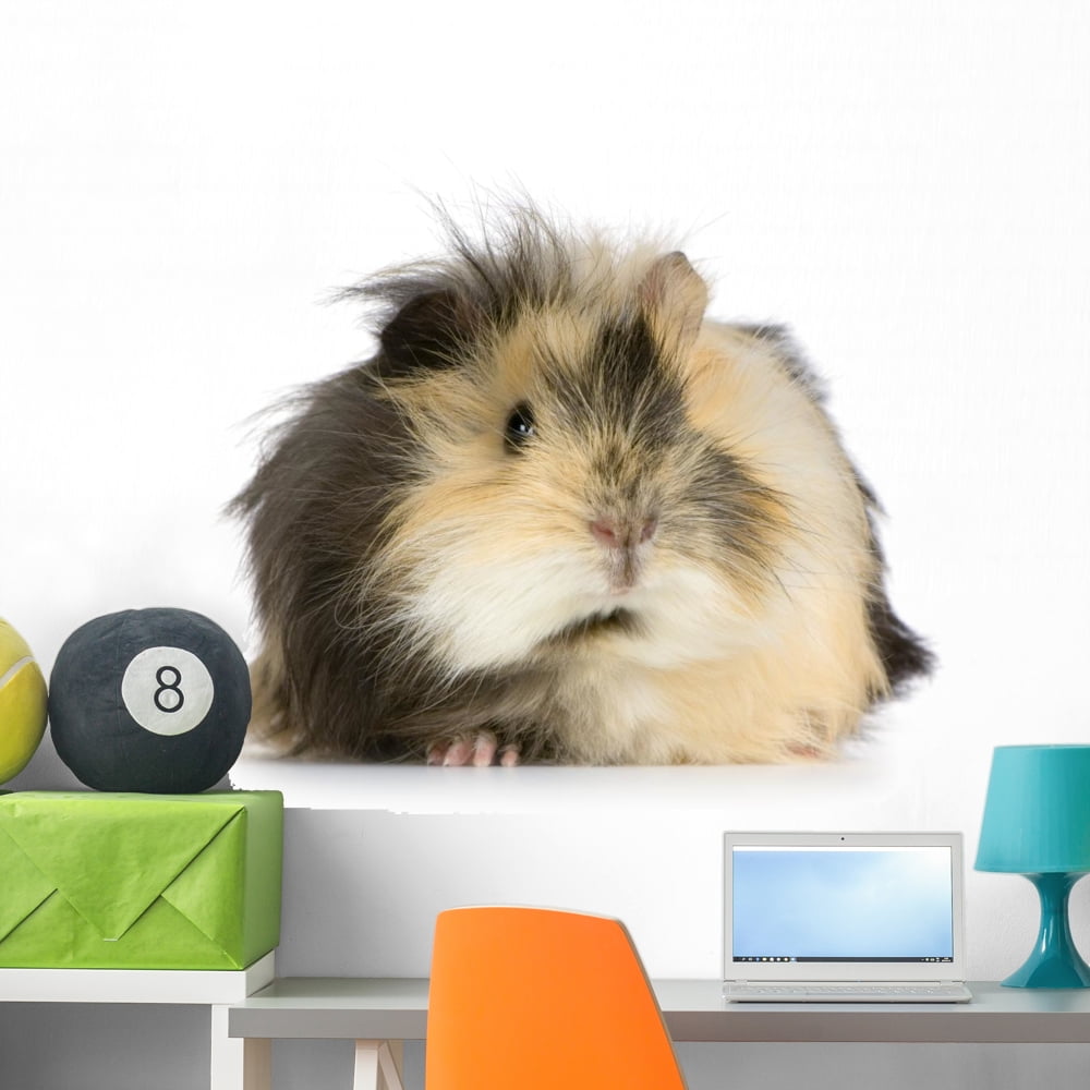 India Angora Pig Wall Decal by Wallmonkeys Peel and Stick Graphic (36 ...