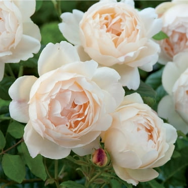 Heirloom Roses White Climbing Rose - Iceberg® Shrub Rose, Rose Plants ...