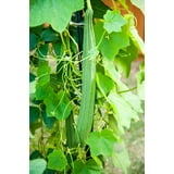 TomorrowSeeds - Buab Moom Angled Luffa Gourd Seeds - 30+ Count - For ...