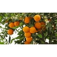 Sunniland Citrus Avocado & Mango Fertilizer, 6-4-6, 10 lb. - Walmart.com