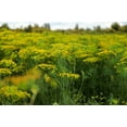 2500 BOUQUET DILL Anethum Graveolens Herb Flower Seeds - Walmart.com