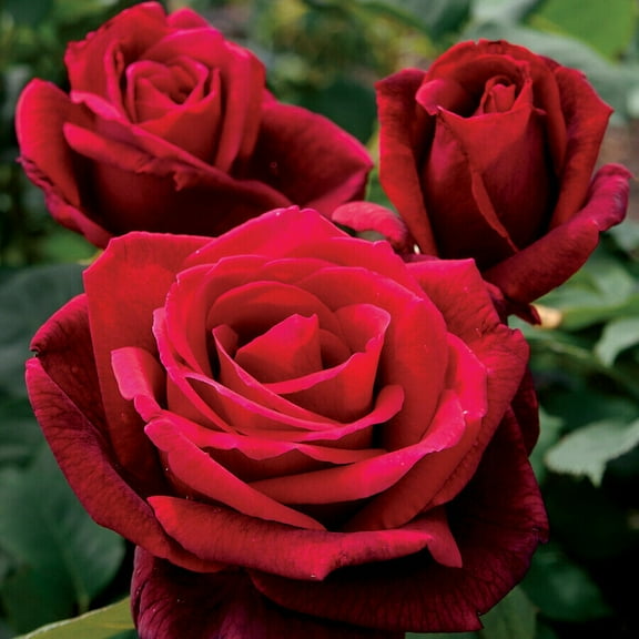 5 Double Planting Red Rose Rosa Bush Shrub Perennial Flower Seeds ...