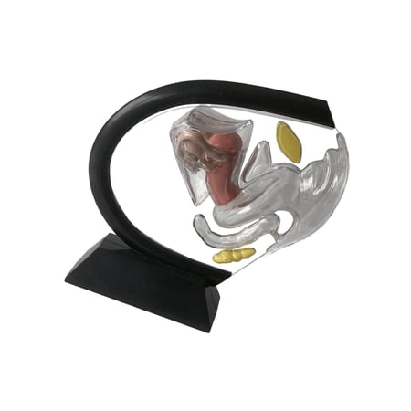 Reproductive Uterus Model Detailed Clear for Classroom Demonstration ...