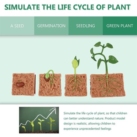Green Bean Plant Growth Cycle Evolution Toy Model Plant Life Cycle ...