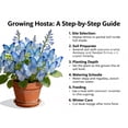 Butterfly Flower Hostas-(Non-Artificial)-Bloom Year After Year,Fast ...