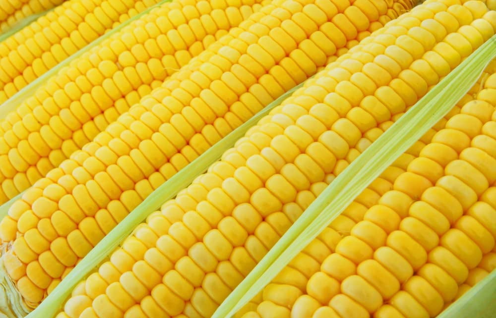 100+ Incredible Corn Seeds - Grow Tasty Sweet Corn - Big Yielder ...