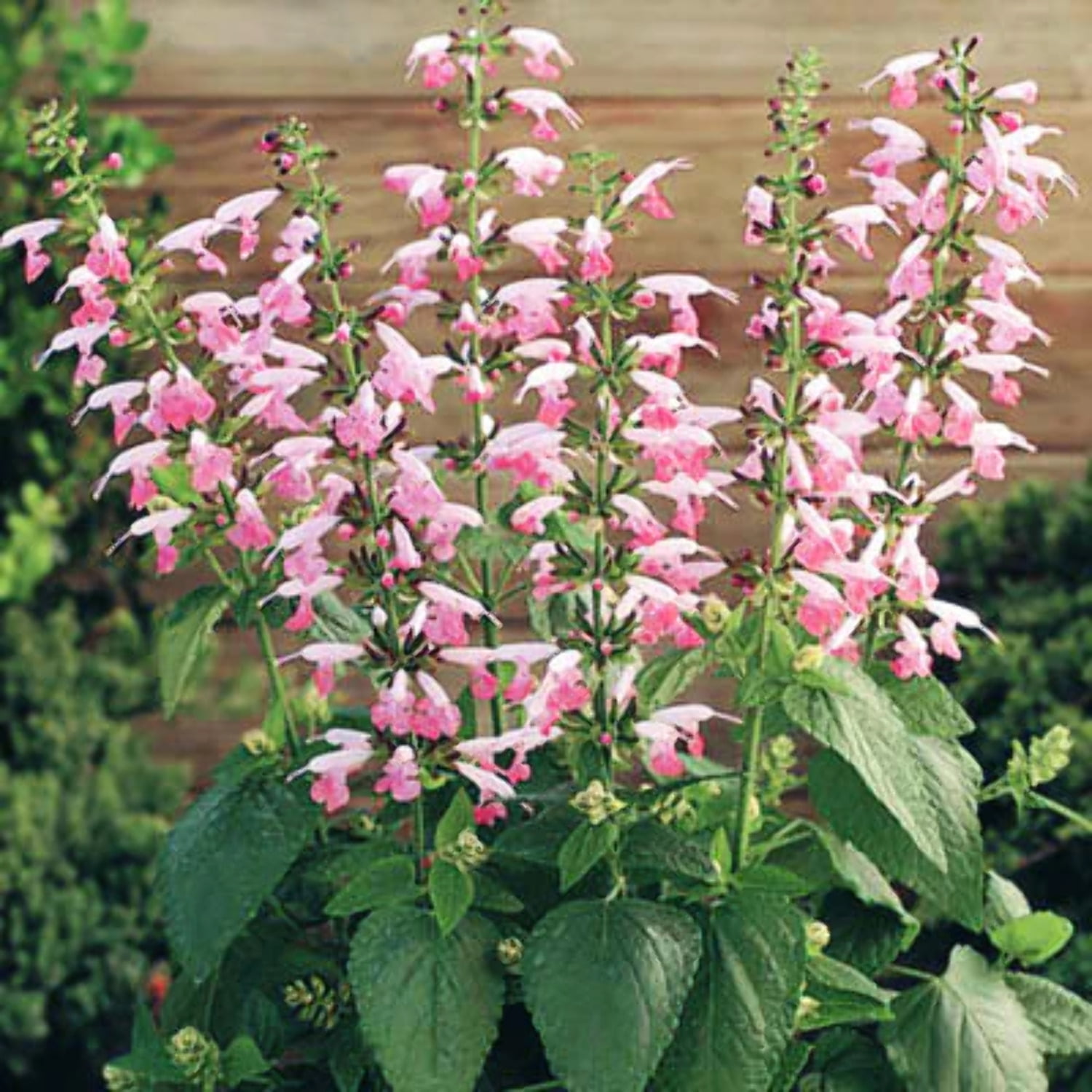Salvia Summer Jewel Pink Seed - Walmart.com