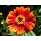 50 CAROUSEL MIX ZINNIA Elegans Carrousel Whirligig Mixed Colors Bicolor ...