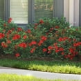 Encore Azalea Autumn Bonfire (3 Gallon) Red Flowering Shrub - Full Sun ...