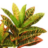 Vickerman 23" Green Real Touch Artificial Croton Spray Featuring 2 ...