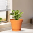 4 Inch Plastic Plant Pots with Drainage Holes and Trays – 8 Pack Small ...
