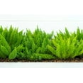 10 * Seeds EMERALD ASPARAGUS FERN A. Densiflorus Mazeppa Houseplant ...