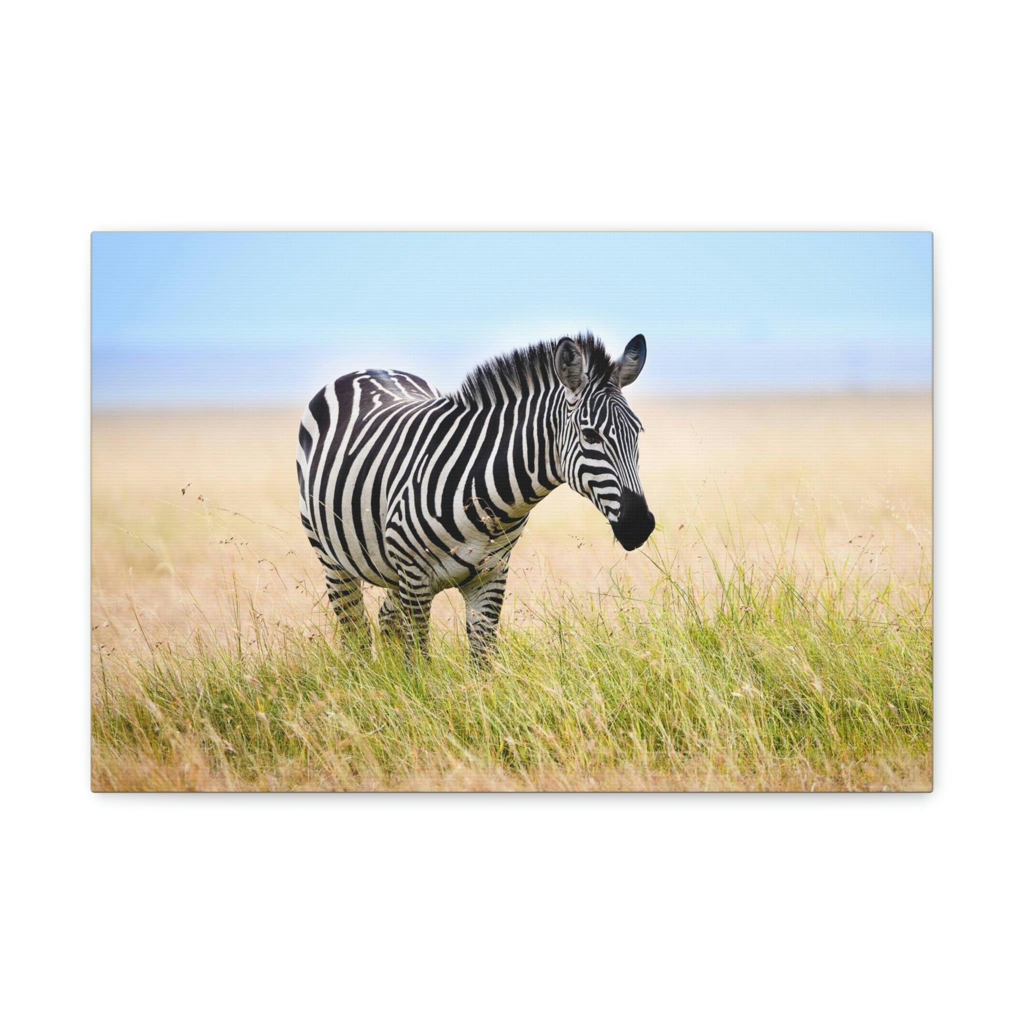 Zebra Hunting Zebra on Hunt Print Animal Wall Art Wildlife Canvas ...