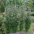 Proven Winners ColorChoice Purple Pillar Hibiscus Live Shrub (2 Gallon ...