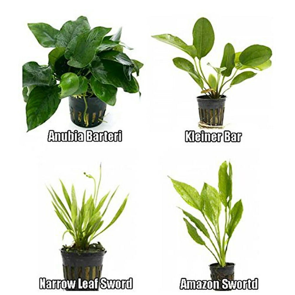 4 Potted Live Aquarium Plants Bundle - Anubia, Amazon Sword, Kleiner ...