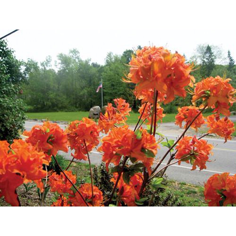 Mandarin Lights Orange Deciduous Azalea - Live Plant - 3 Gallon Pot ...