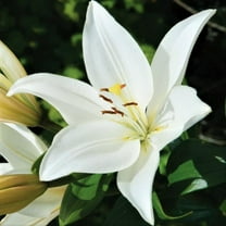 Easy to Grow Lilium Asiatic Lily Bright Diamond 3 Plant Bulbs, Summer ...