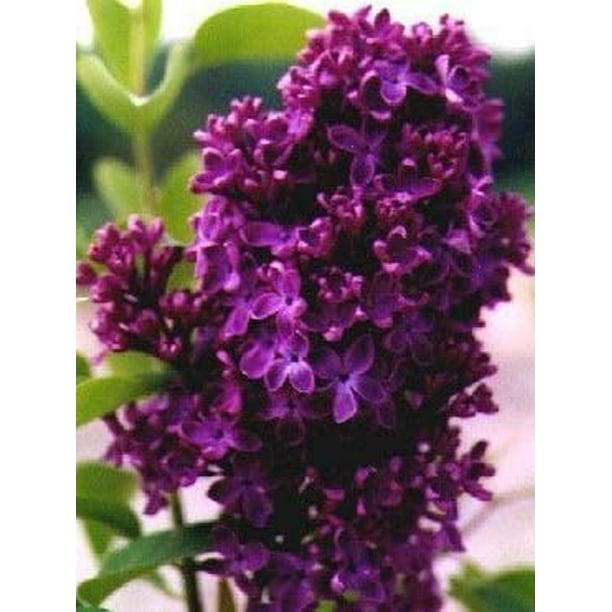 Lilac Shrub