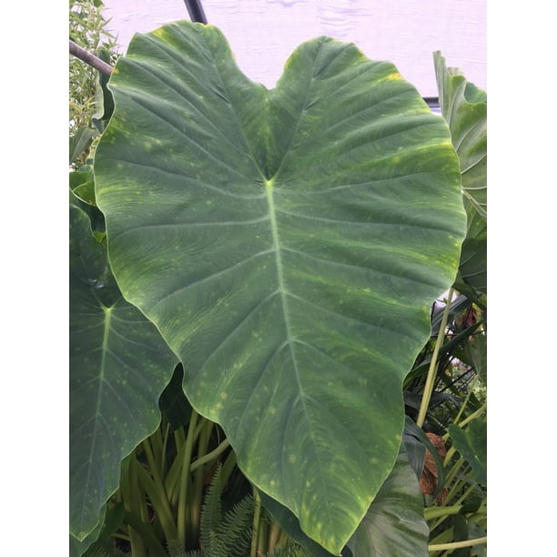 3 Elephant Ear Bulbs - Walmart.com